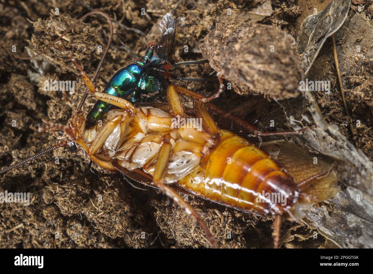 Emerald cockroach wasp (Ampulex compressa) adult female, stinging ...
