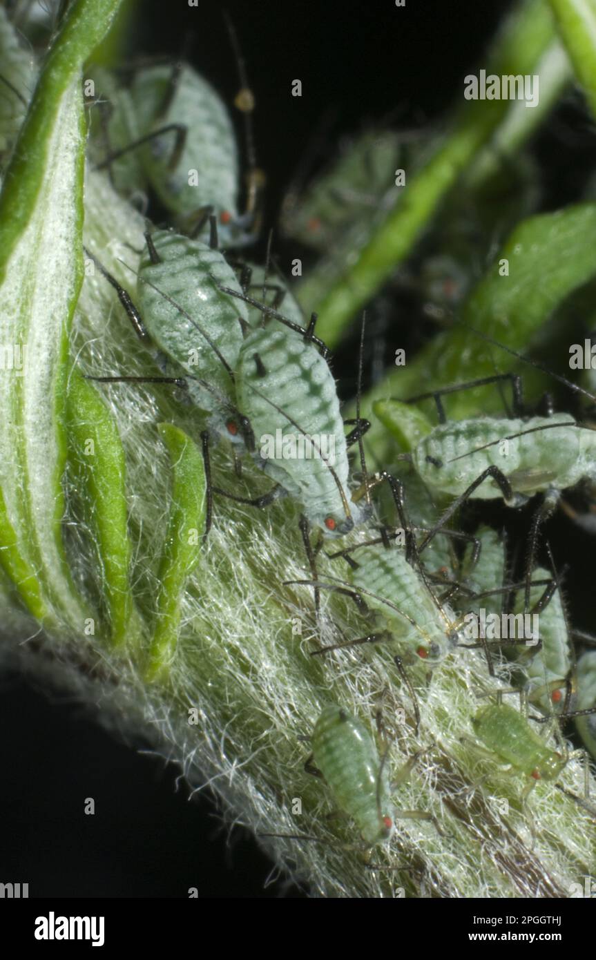 Slender mugwort aphid, Macrosiphoniella oblonga, on wild mugwort plant ...