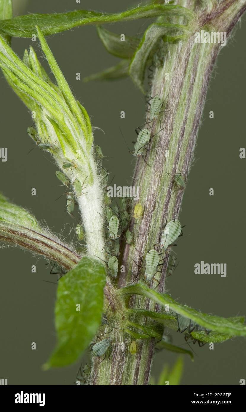 Slender mugwort aphid, Macrosiphoniella oblonga, on wild mugwort plant ...