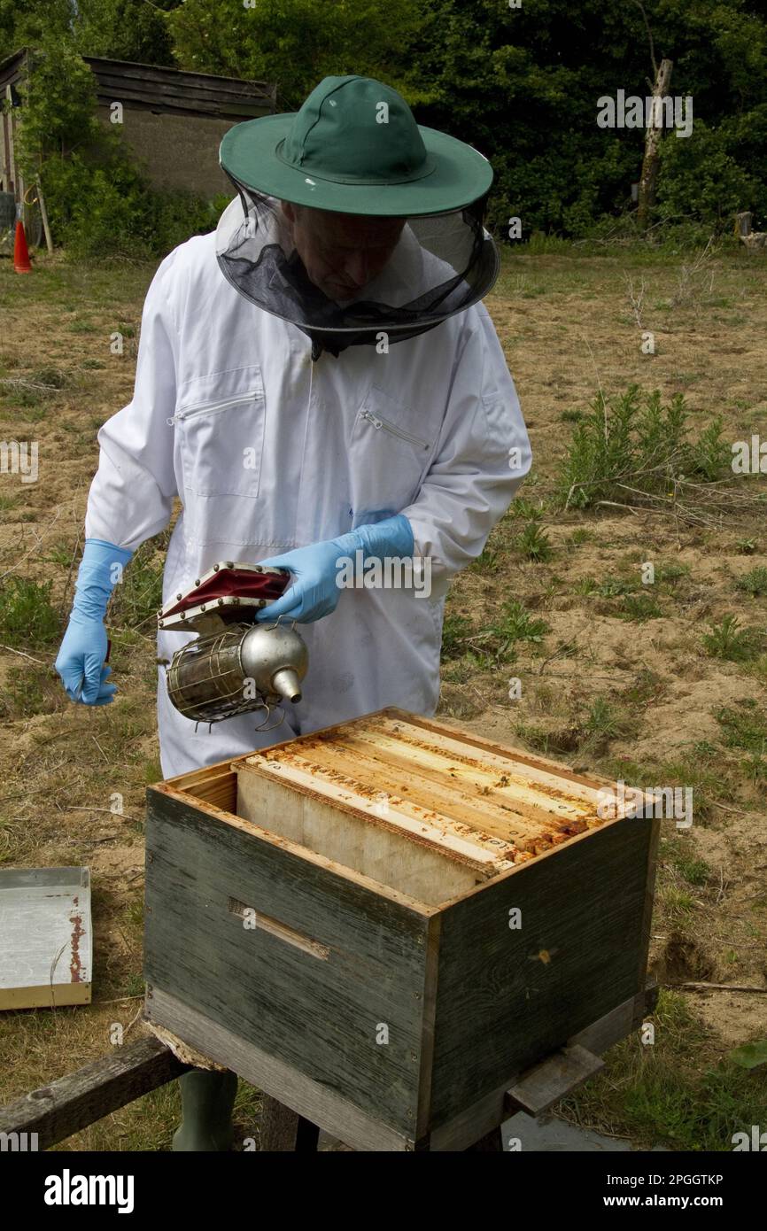 With a smoker over the open brood box, part of the hive and exposed wax ...