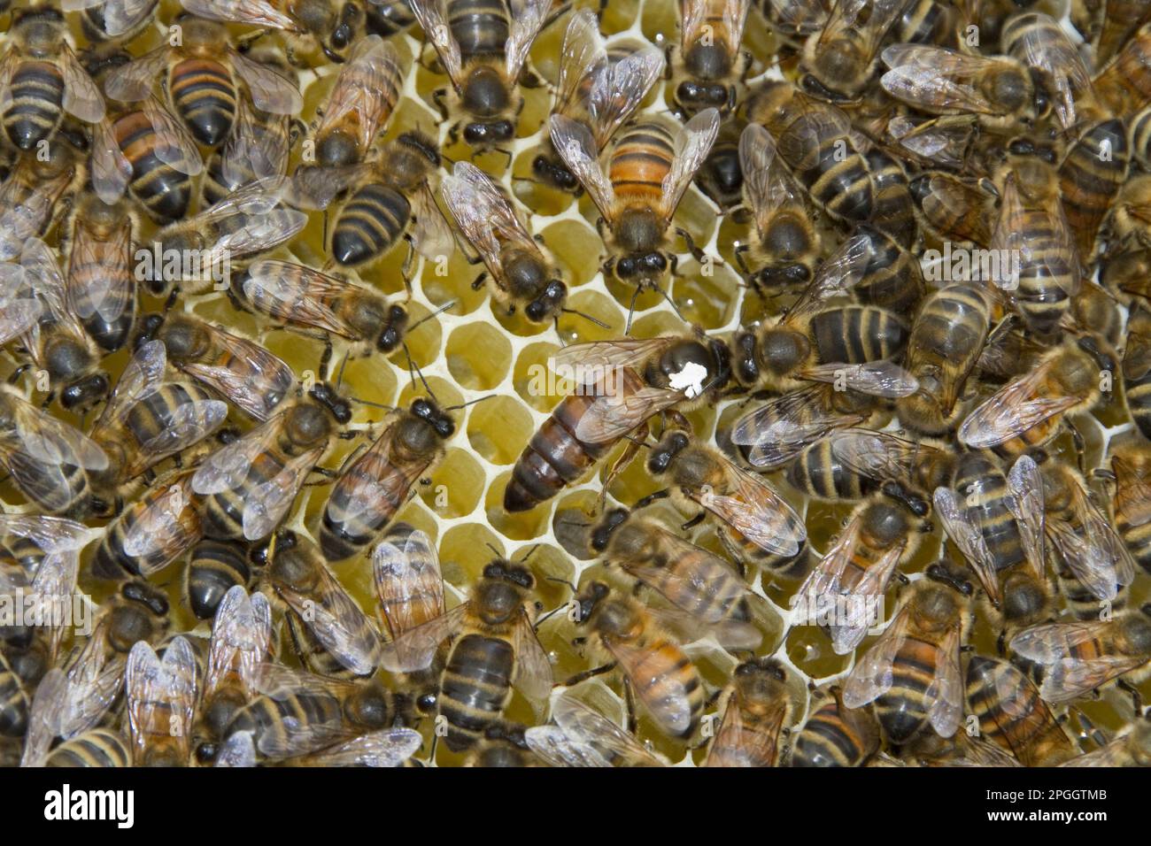 The queen bee marked with a white dot is laying eggs in queen cups. A ...