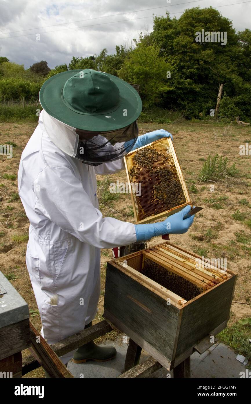 Beekeeper inspecting worker bees tending larval cells from the brood ...
