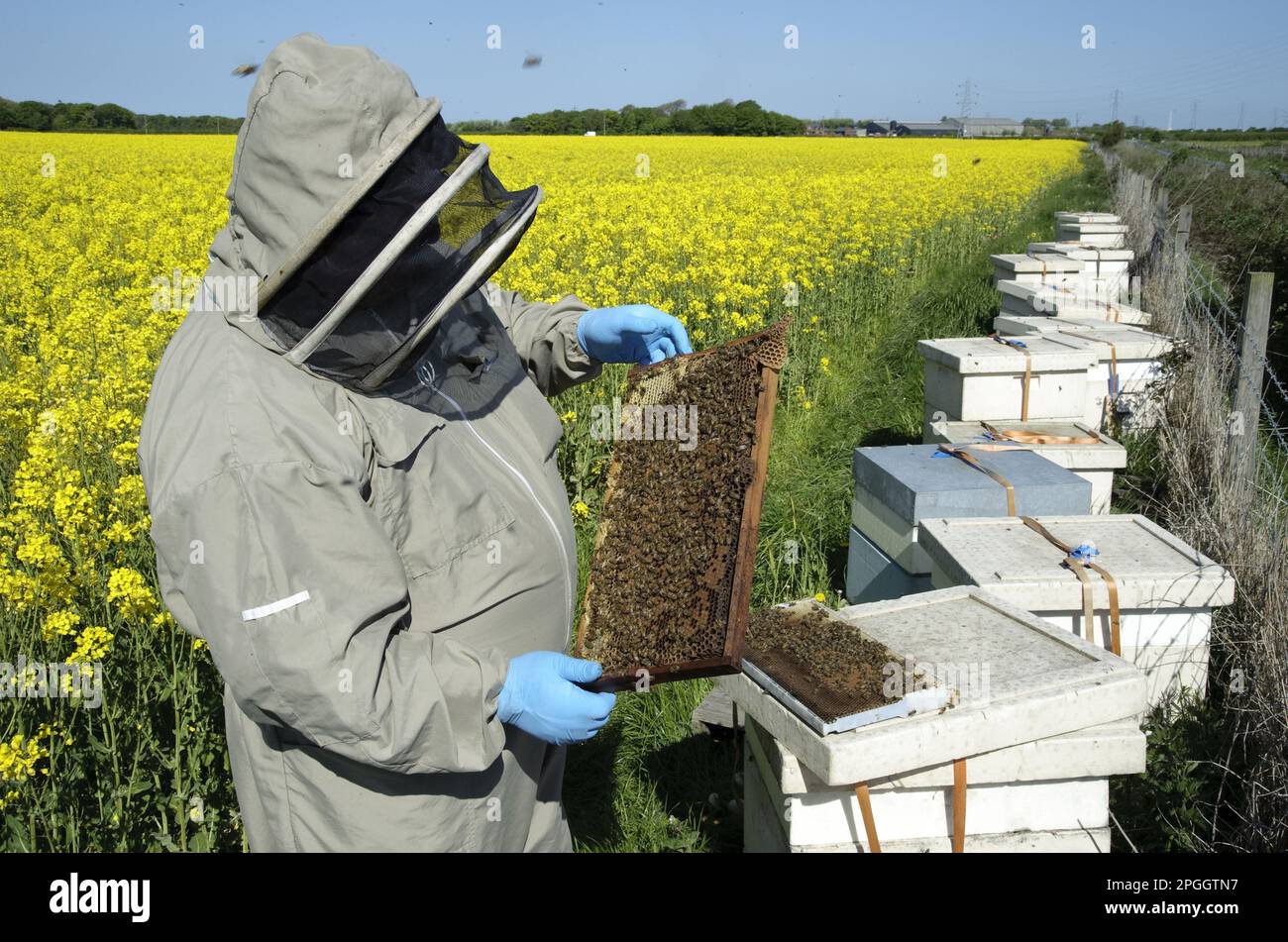 Beekeeper inspecting frame of Western Honey Bee (Apis mellifera) hive ...
