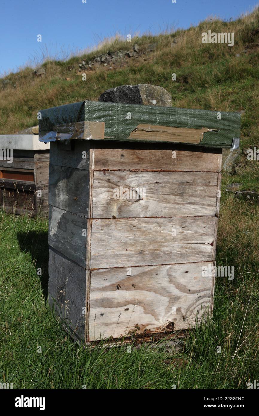 Beekeeping, honey bee (Apis mellifera) hives on moorland, Peak District ...