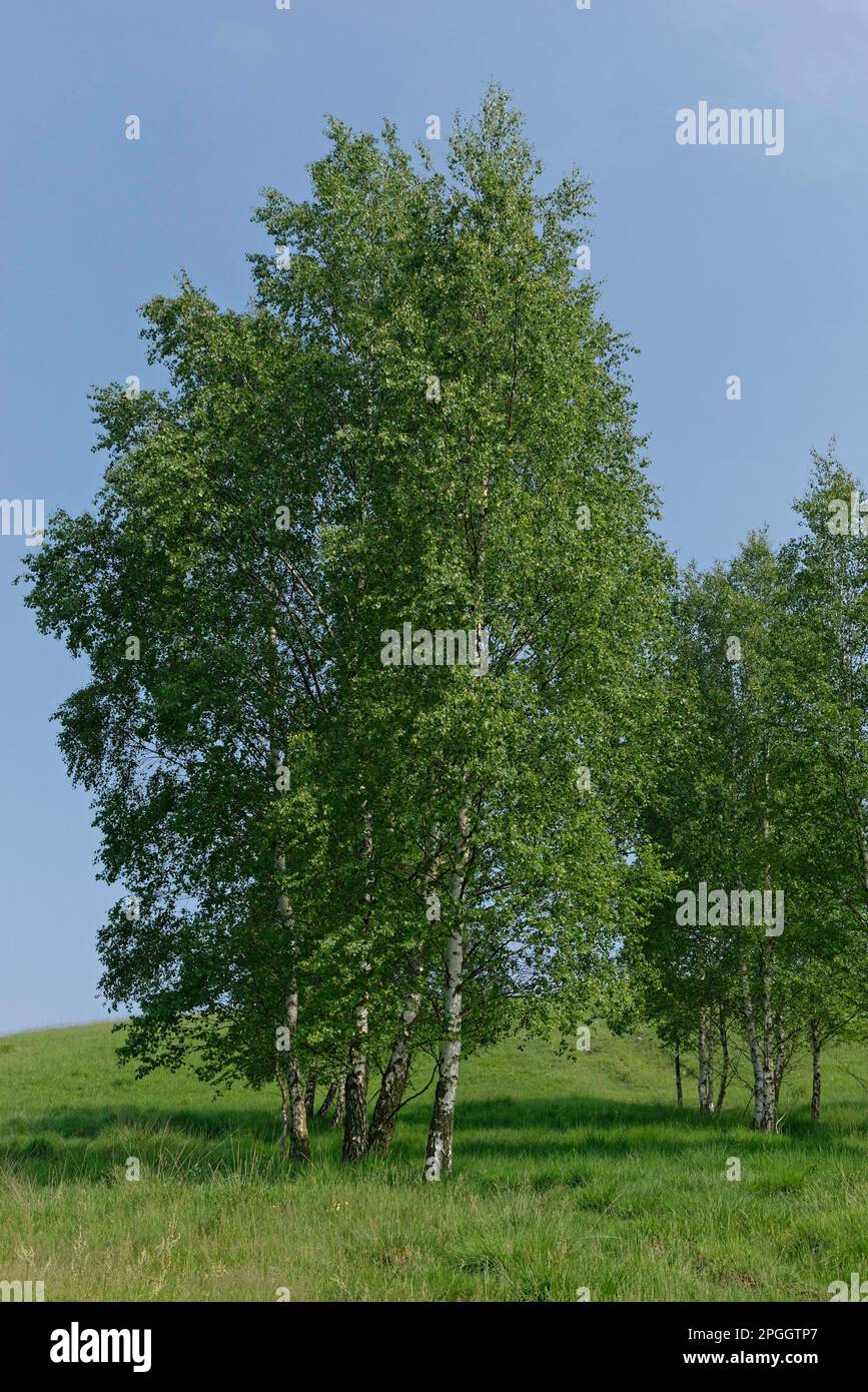 Warty birches (Betula pendula), Schlangenberg nature reserve, Stolberg ...