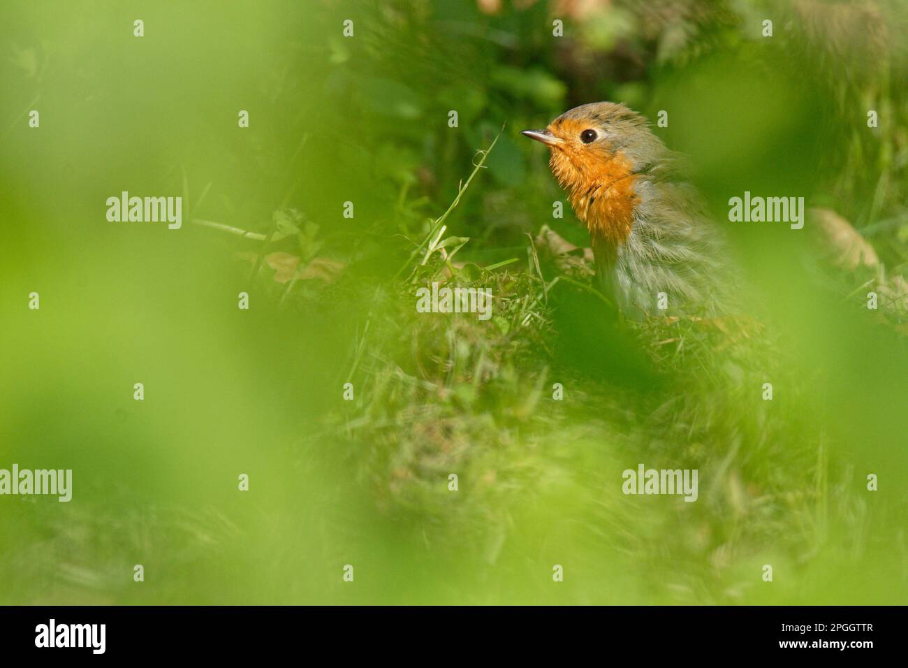 Robin behavior hi-res stock photography and images - Alamy
