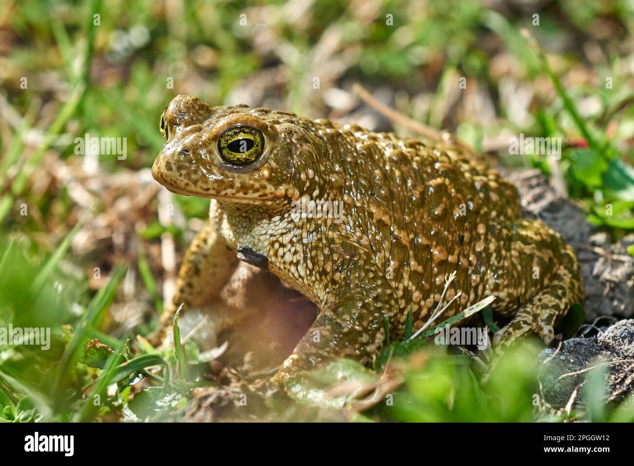 Corredor del sol hi-res stock photography and images - Alamy