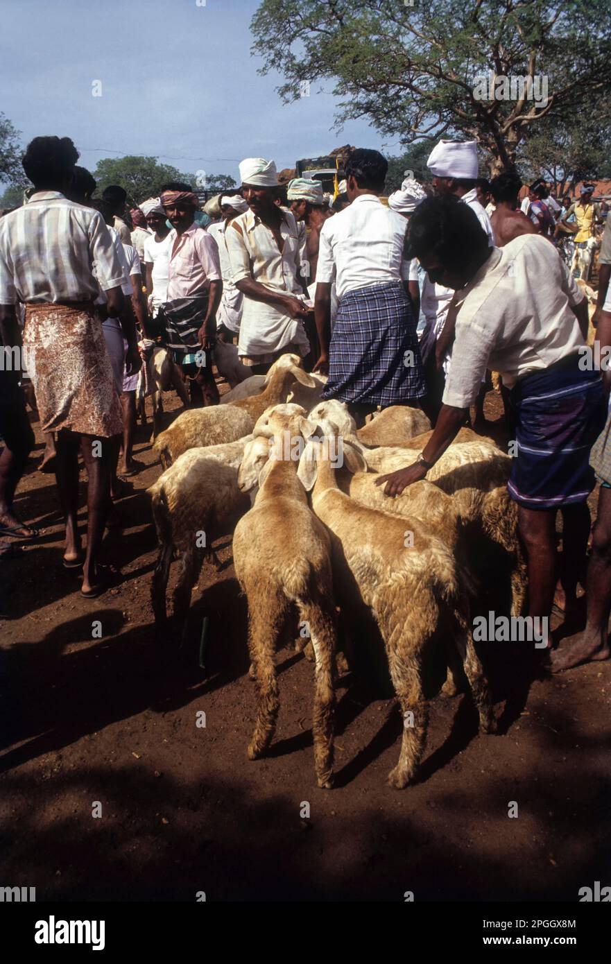 Sheep for sale in Perundurai market near Erode, Tamil Nadu, India, Asia ...