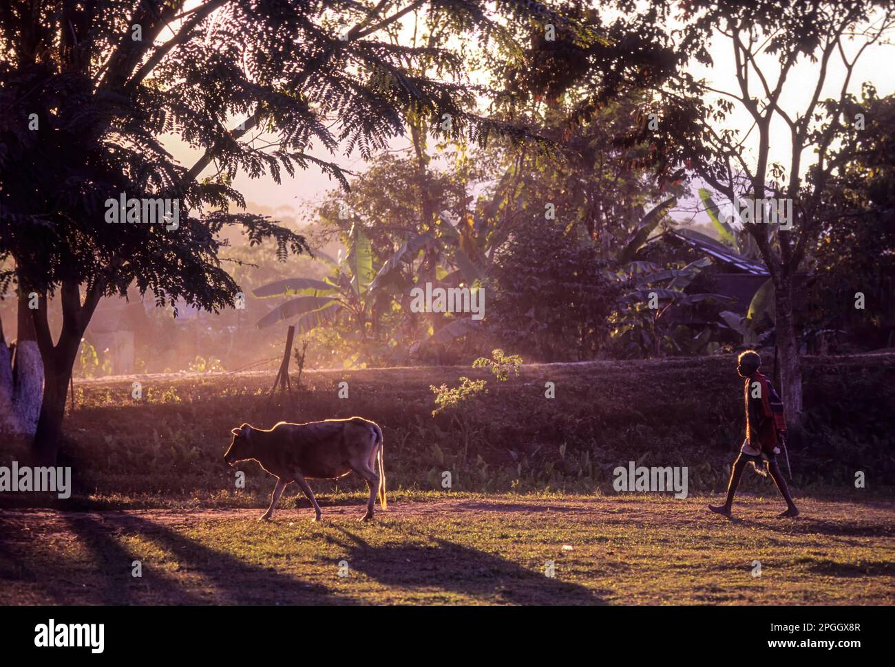 Village old man returning with his cow at Kaziranga, Assam, India Stock ...