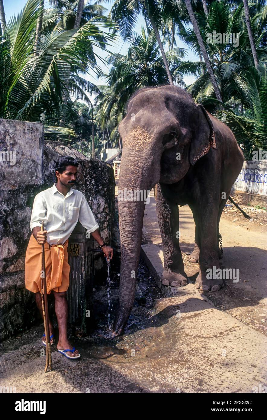 Temple elephant drinking water in a street tap in Thiruvananthapuram ...