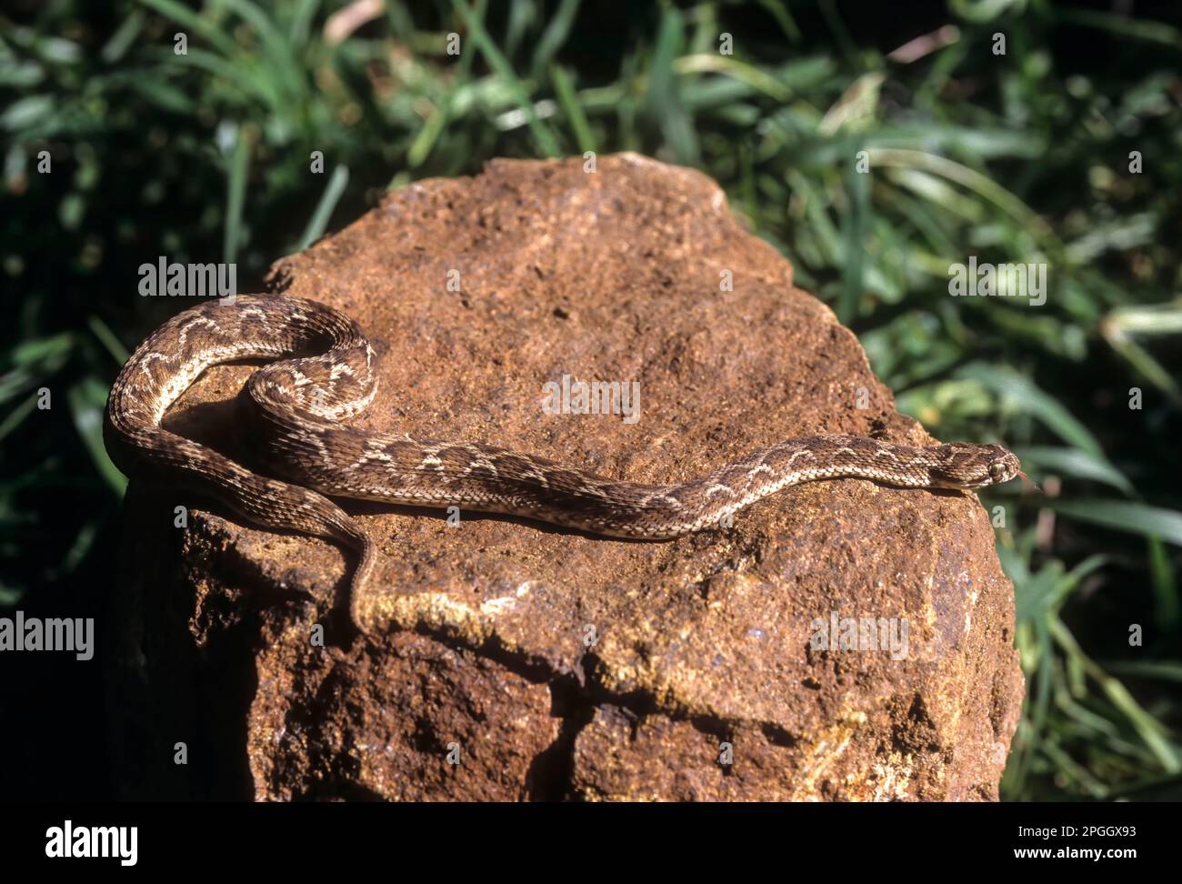 Saw scaled viper india tamil nadu hi-res stock photography and images ...