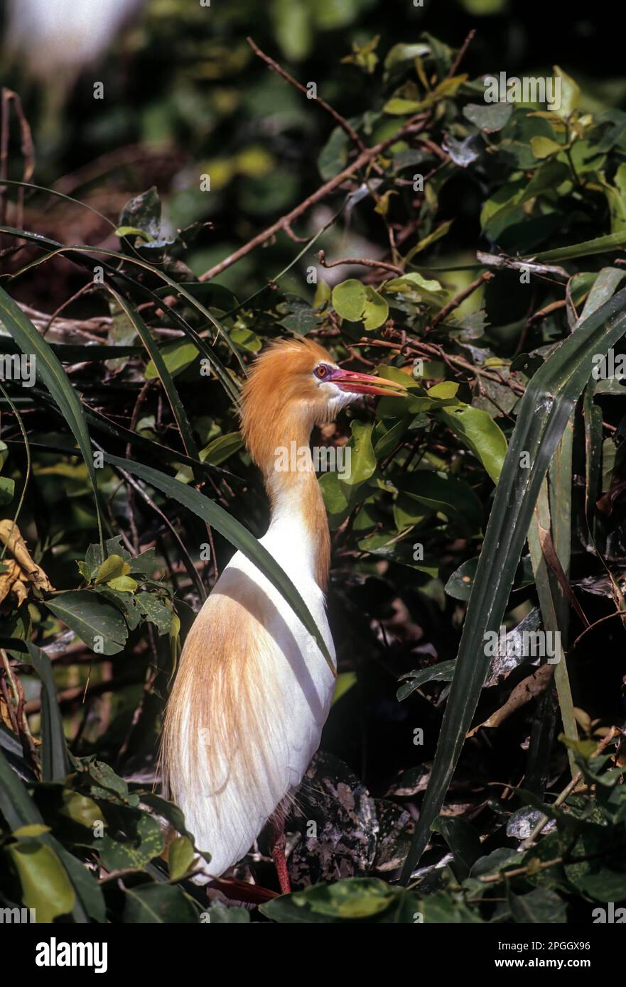 Close up of a Cattle Egret (Bubulcus ibis) in Ranganthittu ...