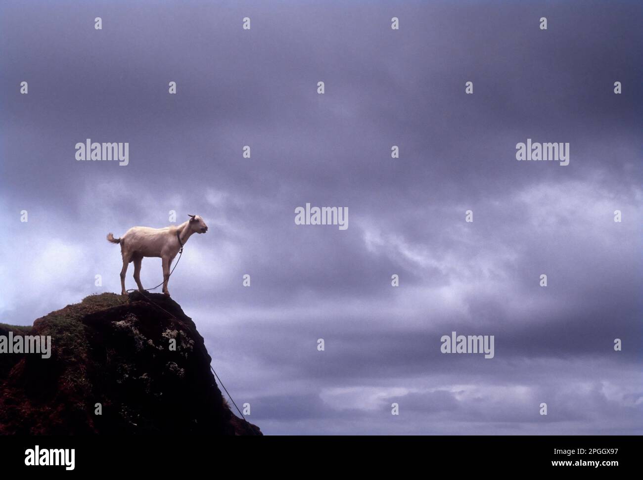 A goat on the rock, Varkala beach in Kerala, India, Asia Stock Photo ...