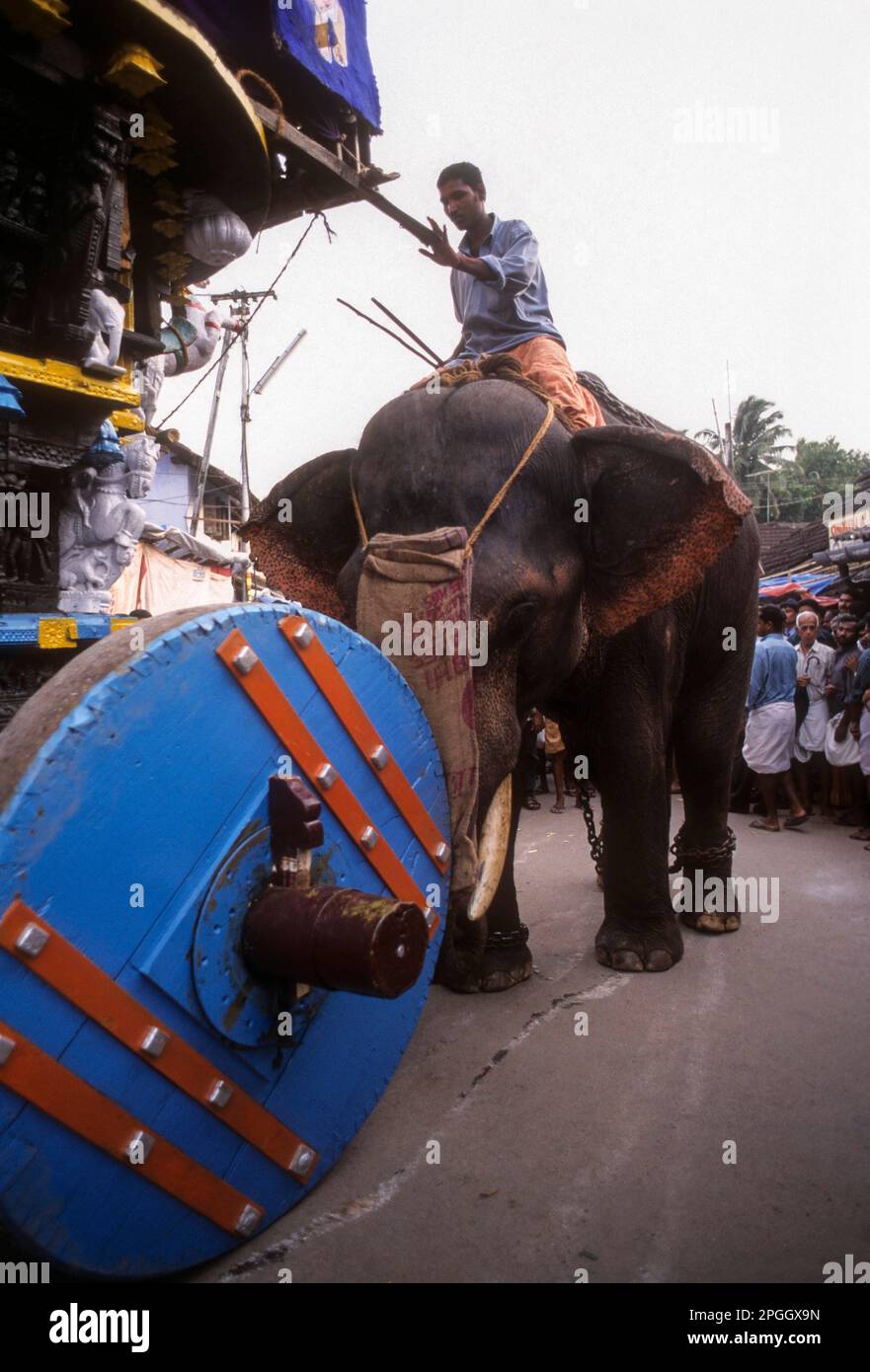 Elephant pushing the temple Chariot, Rathotsavam at Kalpathi in ...