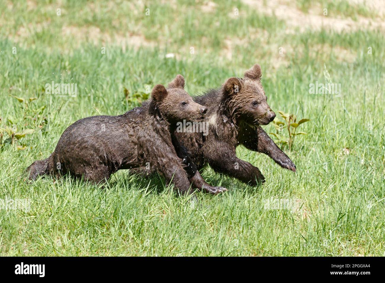 Brown bear (Ursus arctos), young, captive, Bavaria, Bavarian Forest ...