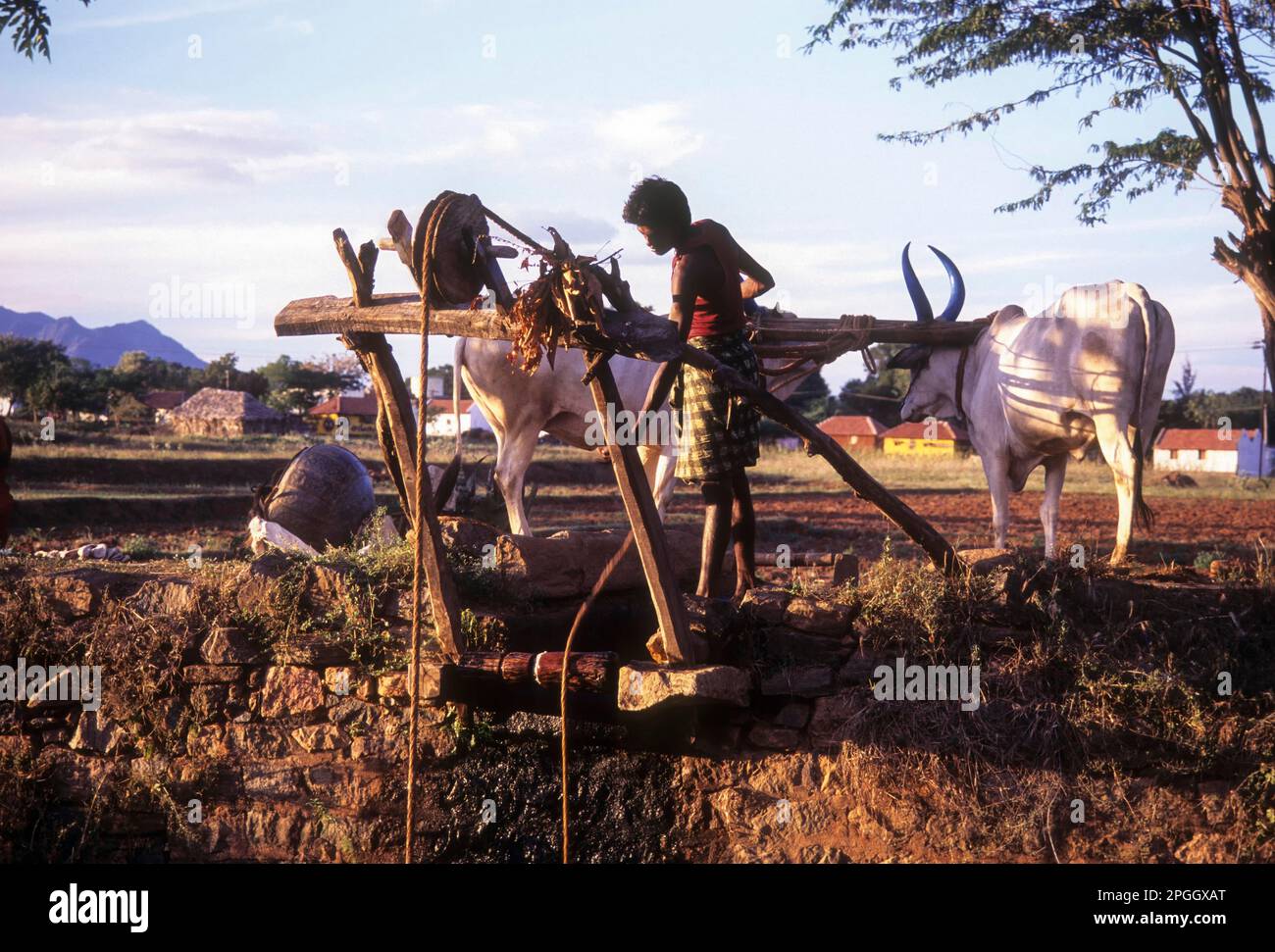 Bailing out water from a well for agricultural use in Tamil Nadu, India ...