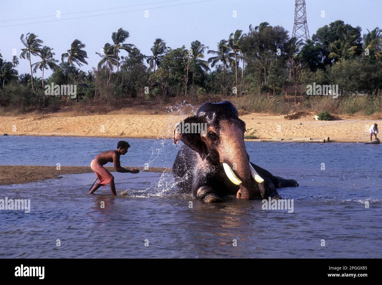 Elephant bathing in River Bharathappuzha, Kerala, India, Asia Stock ...