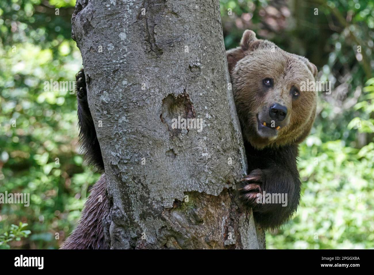 Brown bear (Ursus arctos), captive, Bavaria, Bavarian Forest National ...