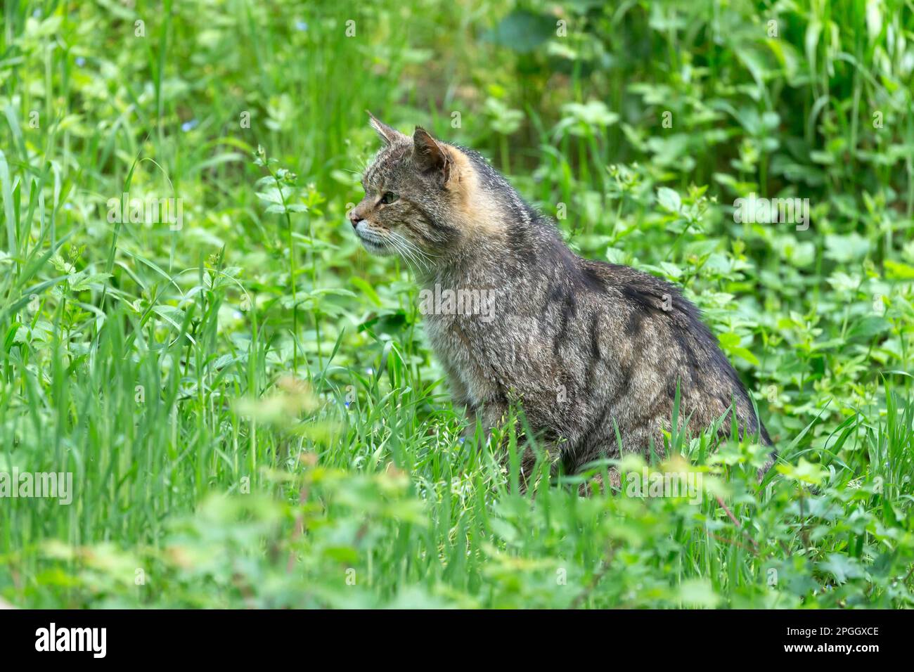Wildcat (Felis silvestris), National Park, captive, Germany Stock Photo ...