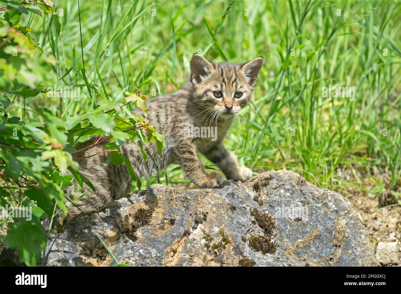 Wildcat (Felis silvestris), young animal, National Park, captive ...
