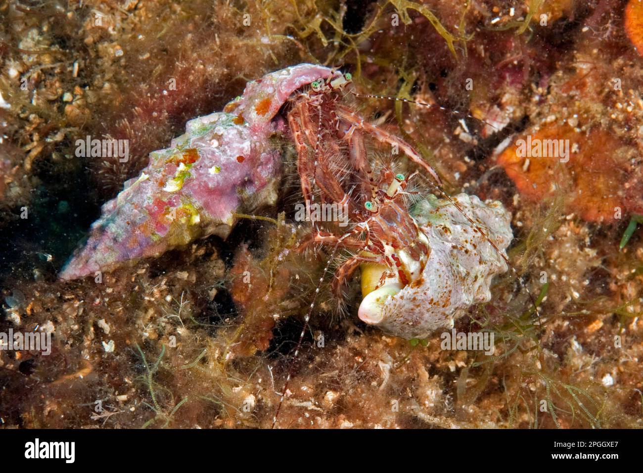 Underwater crab mediterranean hi-res stock photography and images - Alamy