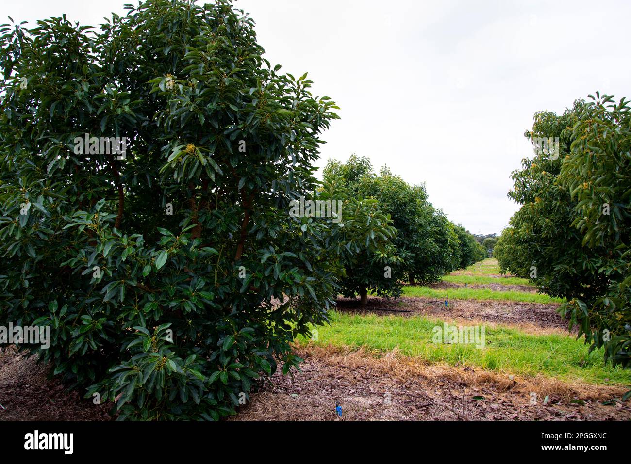 Organic Avocado Plantation - Western Australia Stock Photo - Alamy