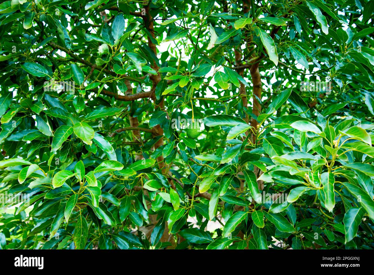 Organic Avocado Plantation - Western Australia Stock Photo - Alamy