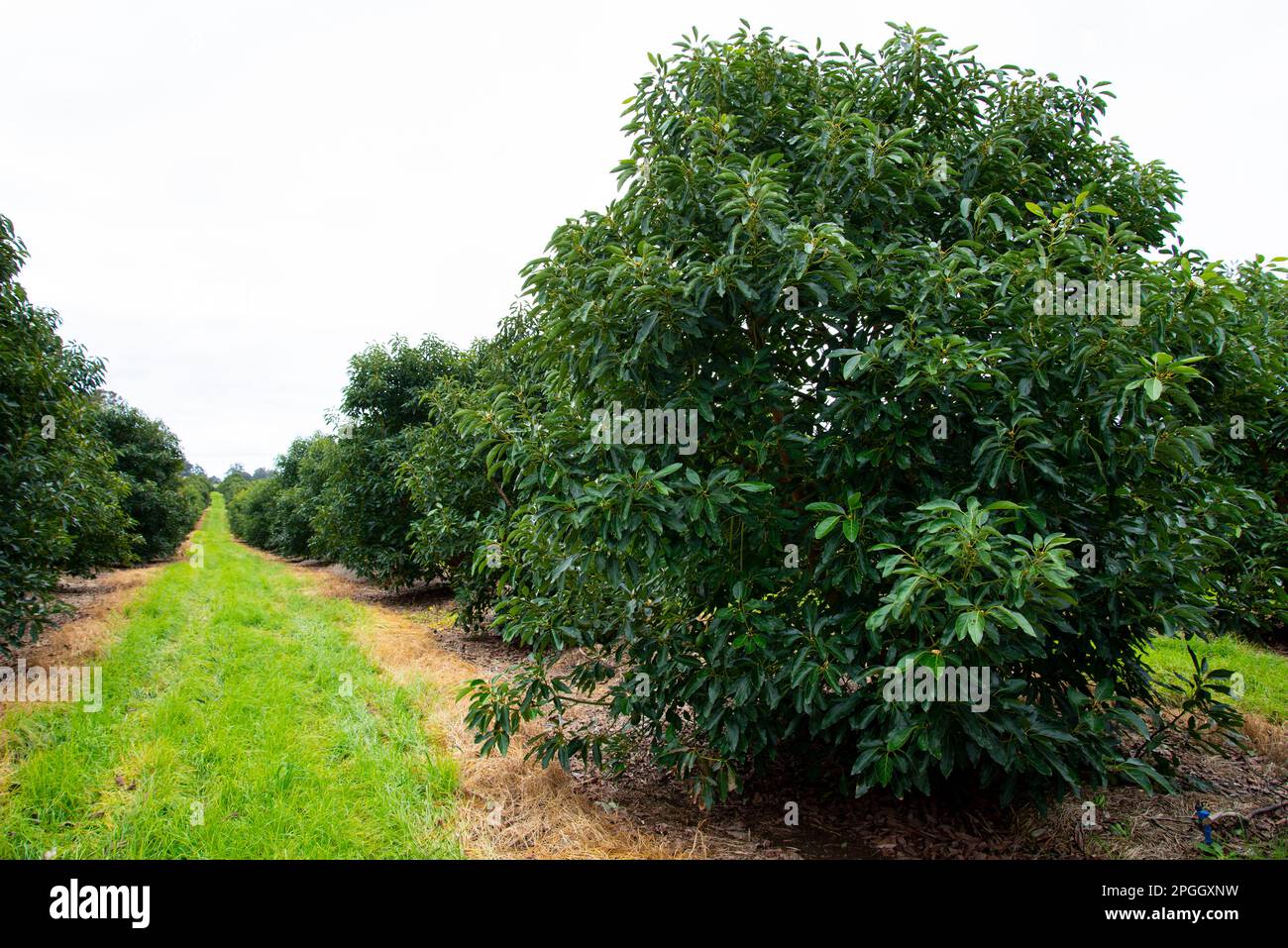 Organic Avocado Plantation - Western Australia Stock Photo - Alamy