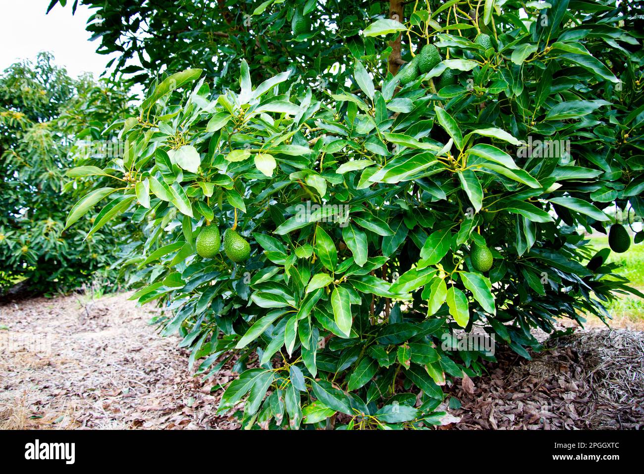 Organic Avocado Plantation - Western Australia Stock Photo - Alamy