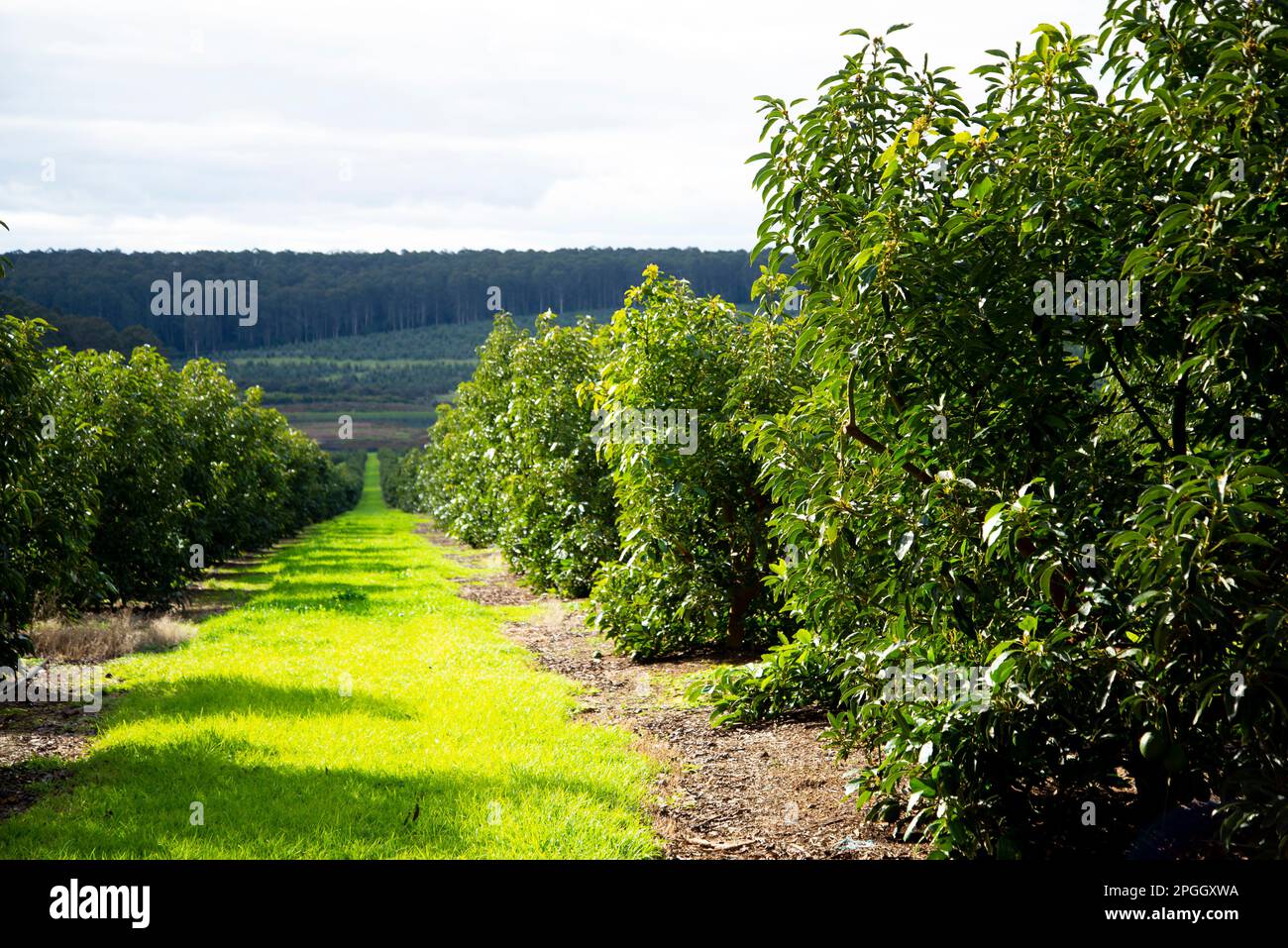 Organic Avocado Plantation - Western Australia Stock Photo - Alamy