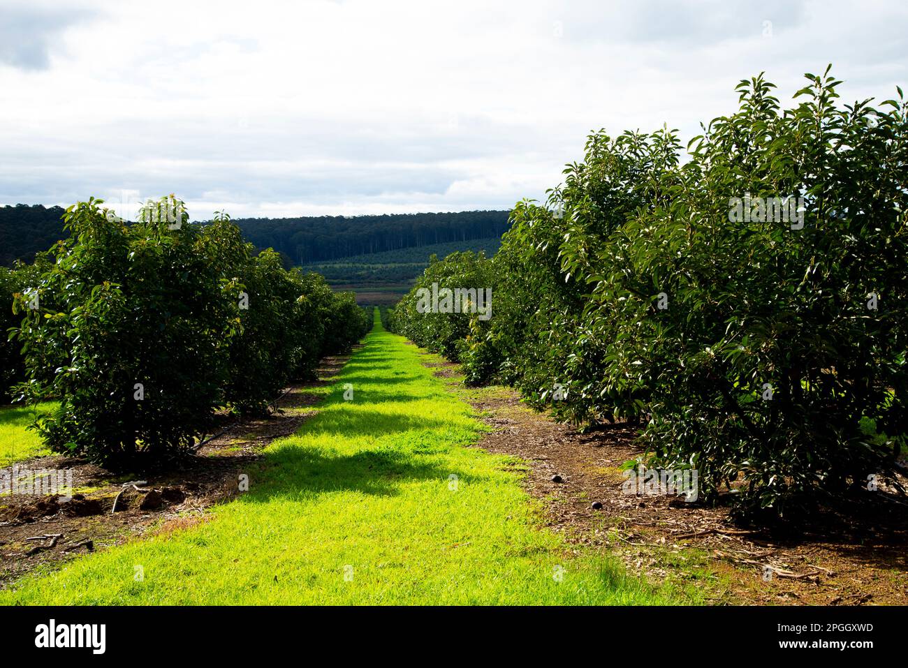 Organic Avocado Plantation - Western Australia Stock Photo - Alamy