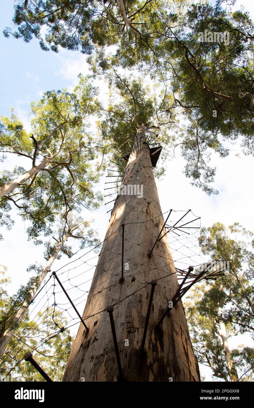 Dave Evans Bicentennial Tree - Western Australia Stock Photo - Alamy