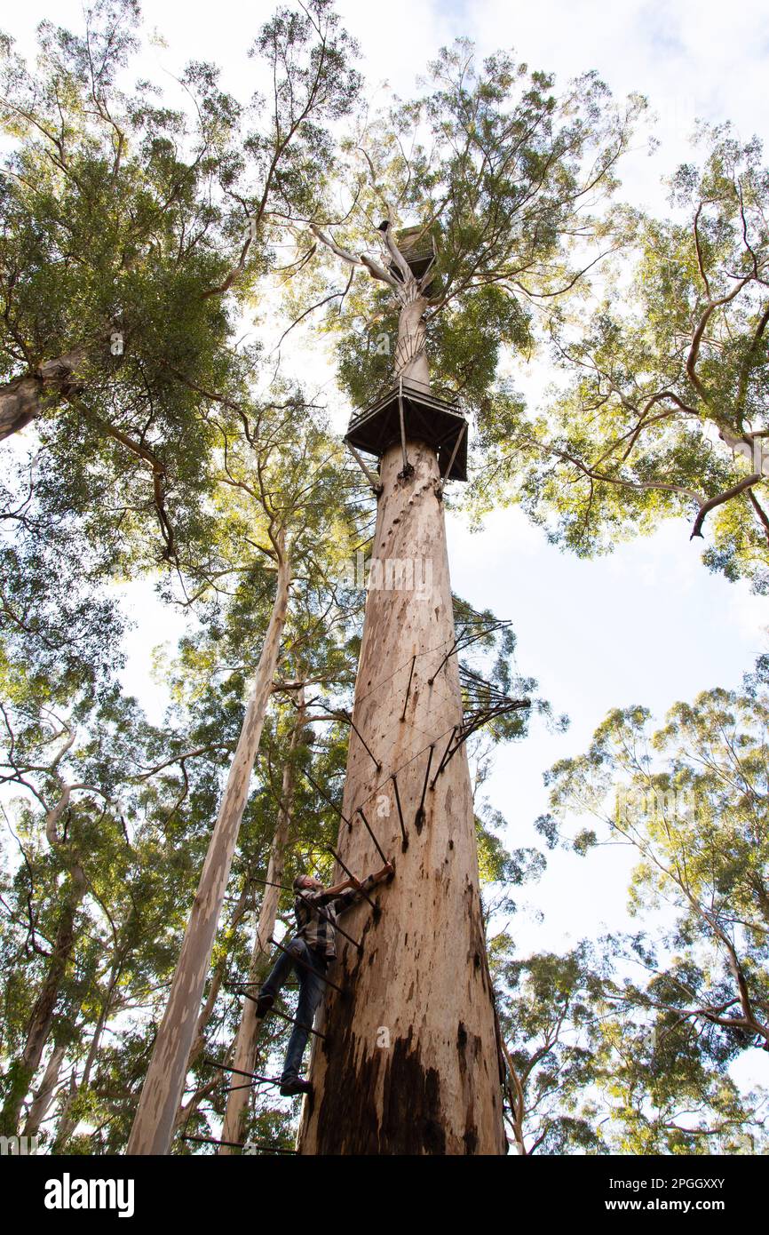 Dave Evans Bicentennial Tree - Western Australia Stock Photo - Alamy