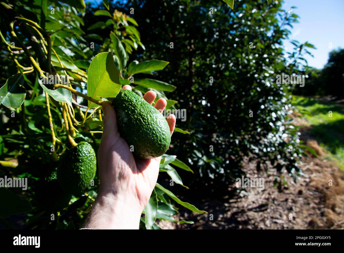 Organic Avocado Plantation - Western Australia Stock Photo - Alamy