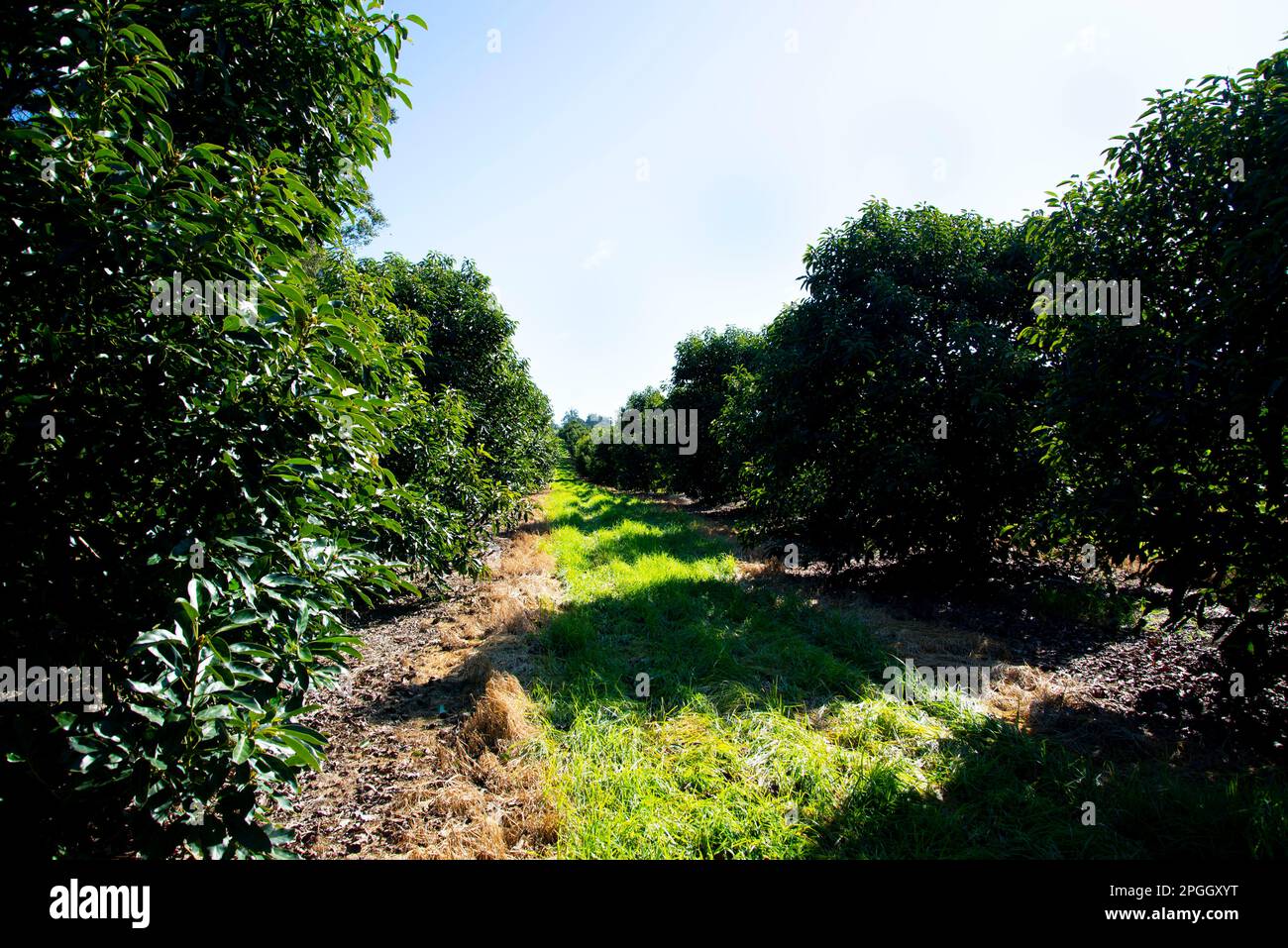 Organic Avocado Plantation - Western Australia Stock Photo - Alamy