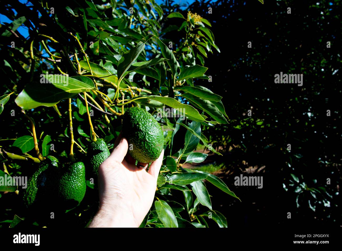 Organic Avocado Plantation - Western Australia Stock Photo - Alamy