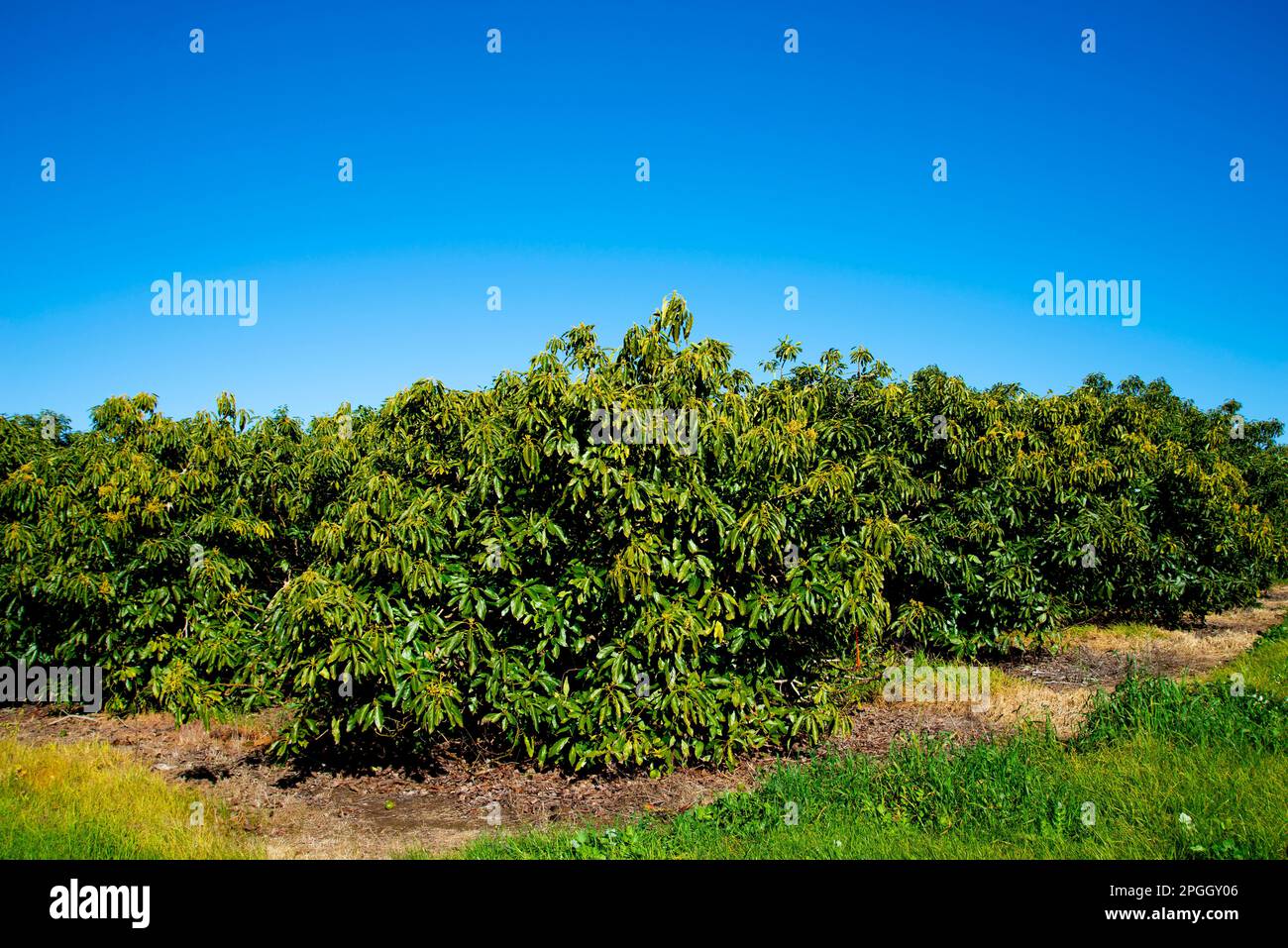 Organic Avocado Plantation - Western Australia Stock Photo - Alamy