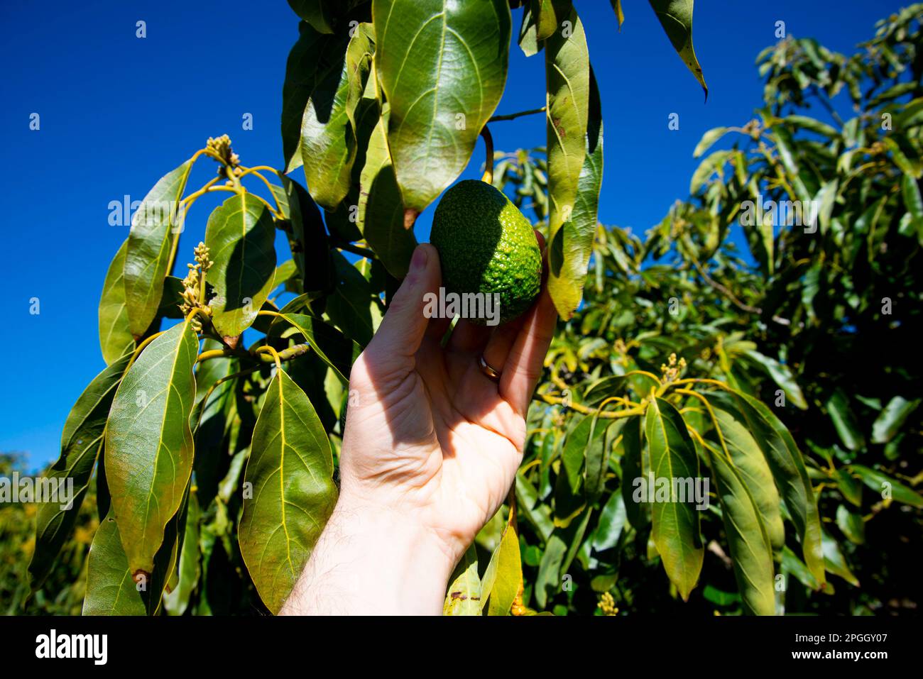 Organic Avocado Plantation - Western Australia Stock Photo - Alamy