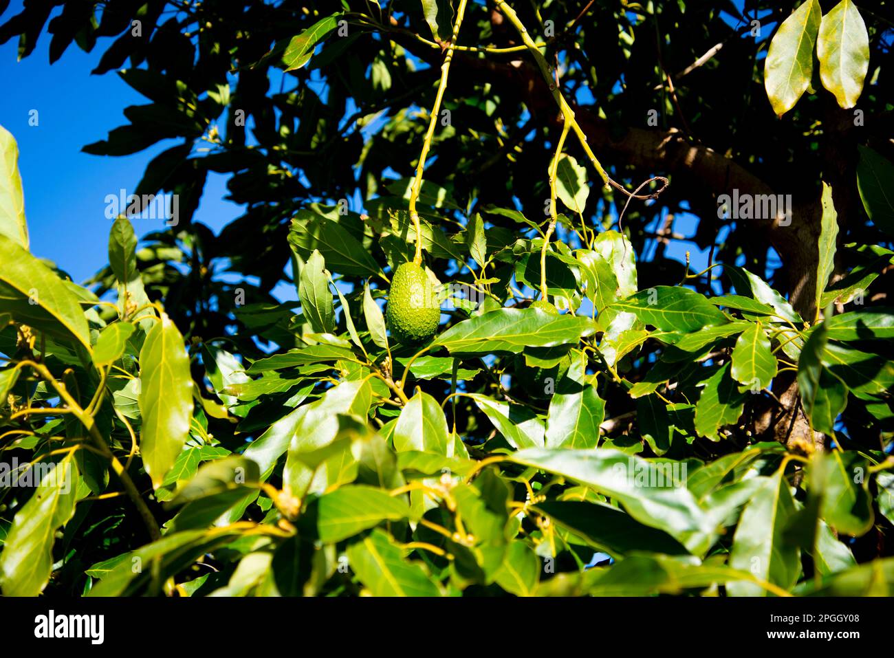 Organic Avocado Plantation - Western Australia Stock Photo - Alamy