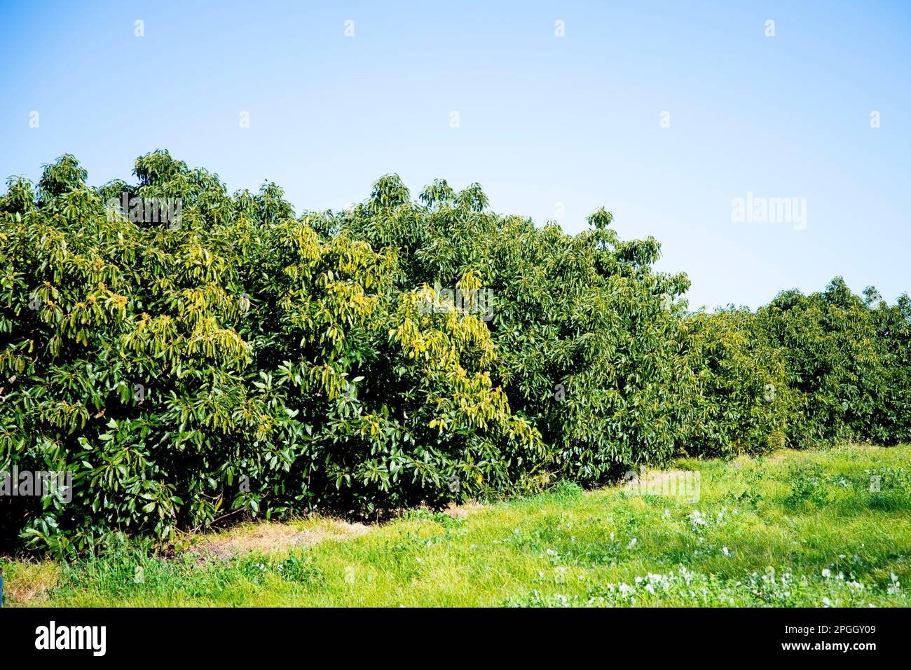 Organic Avocado Plantation - Western Australia Stock Photo - Alamy