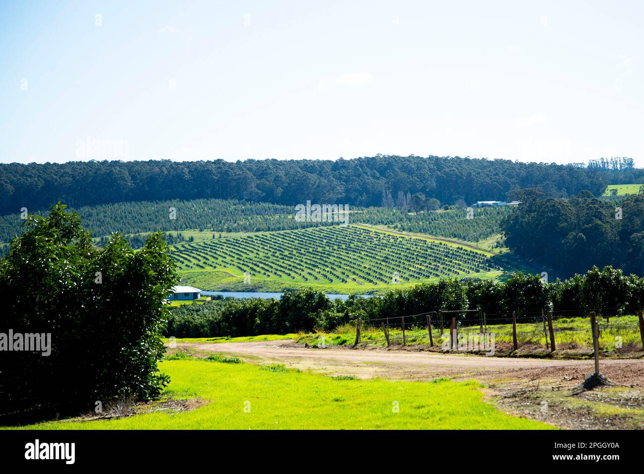 Organic Avocado Plantation - Western Australia Stock Photo - Alamy