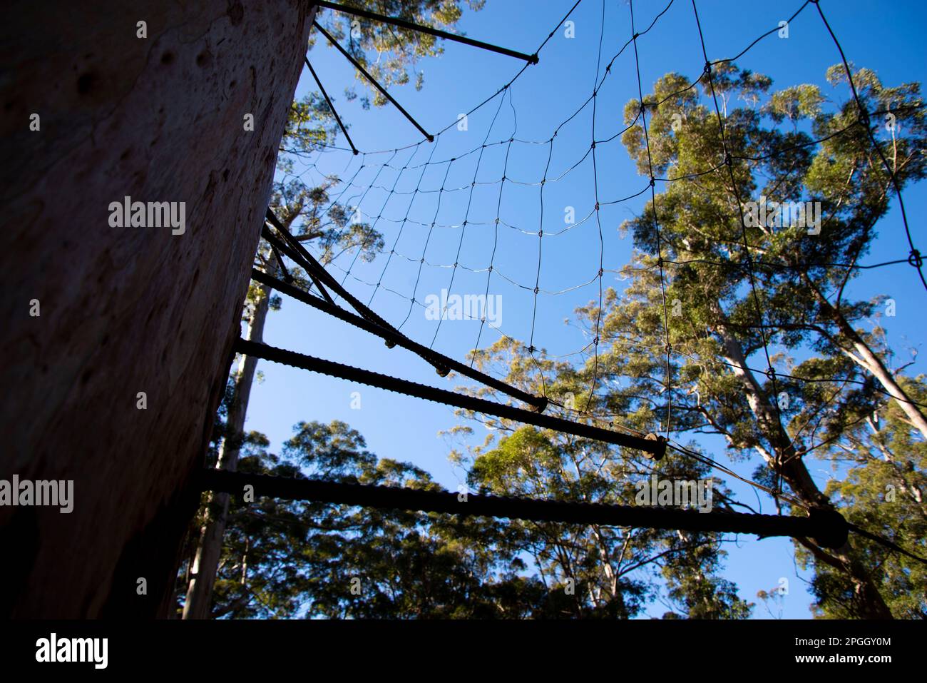 Dave Evans Bicentennial Tree - Western Australia Stock Photo - Alamy