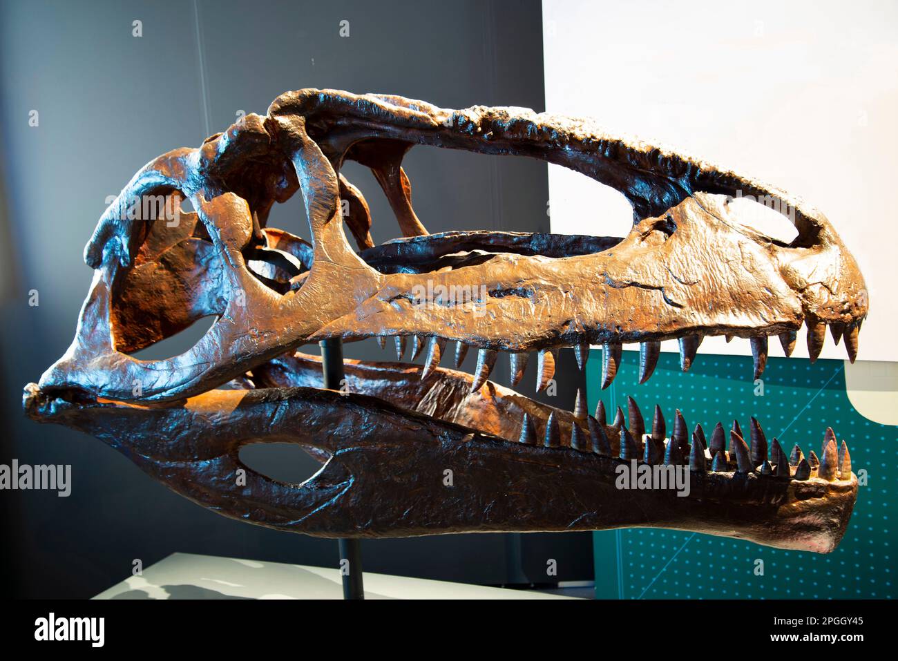 Giganotosaurus Dinosaur Skull on Display Stock Photo - Alamy