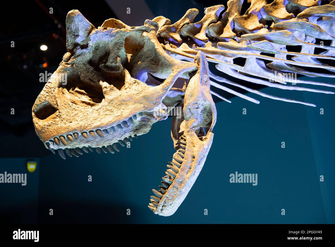 Carnotaurus Dinosaur Skeleton on Display Stock Photo - Alamy