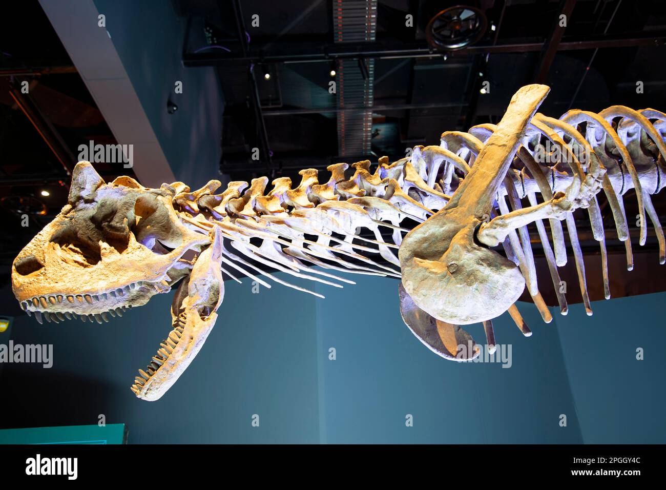 Carnotaurus Skeleton