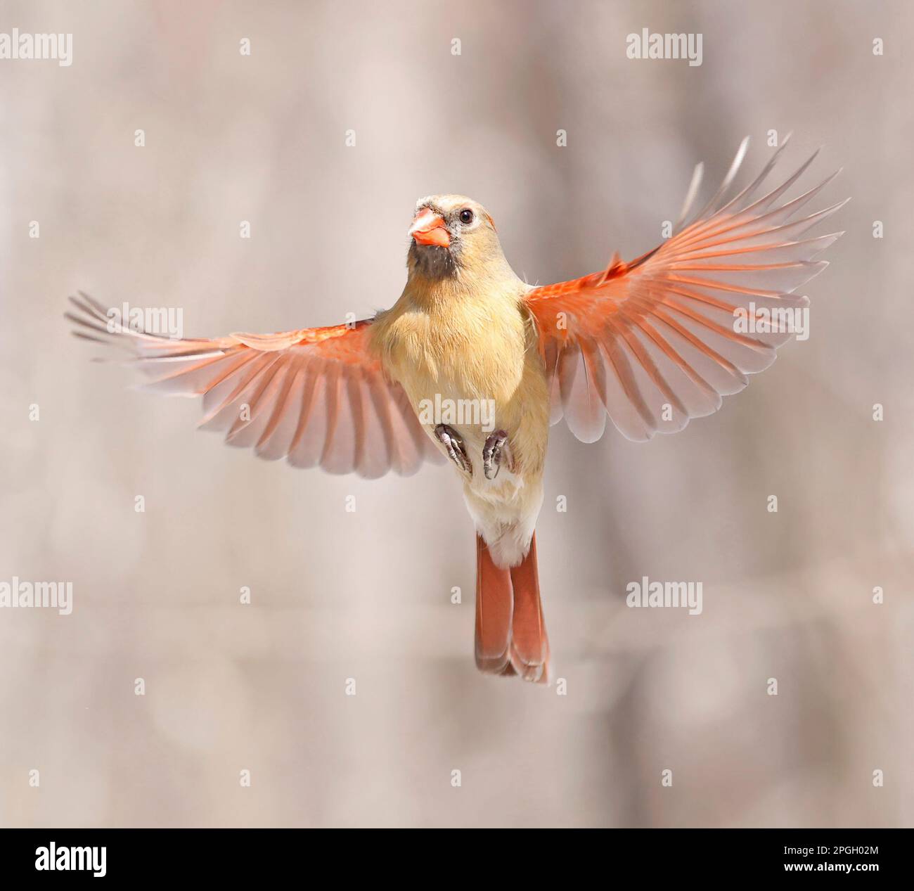 Northern Cardinal female flying, Quebec, Canada Stock Photo - Alamy