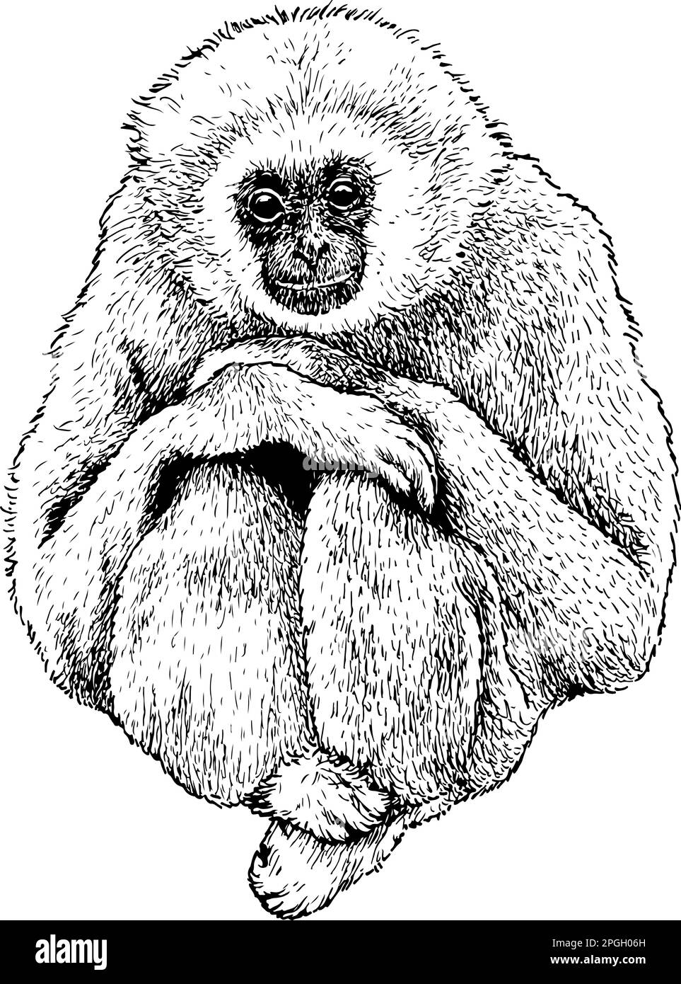 Black gibbon Cut Out Stock Images & Pictures - Alamy