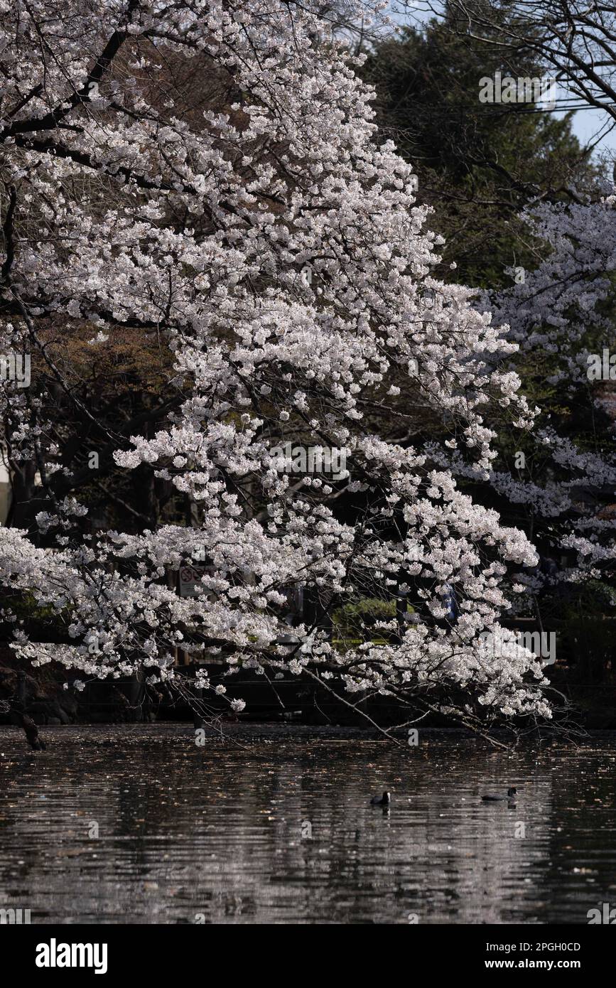 Tokyo, Japan. 22nd Mar, 2023. Blooming Sakura tree above Inokashira ...