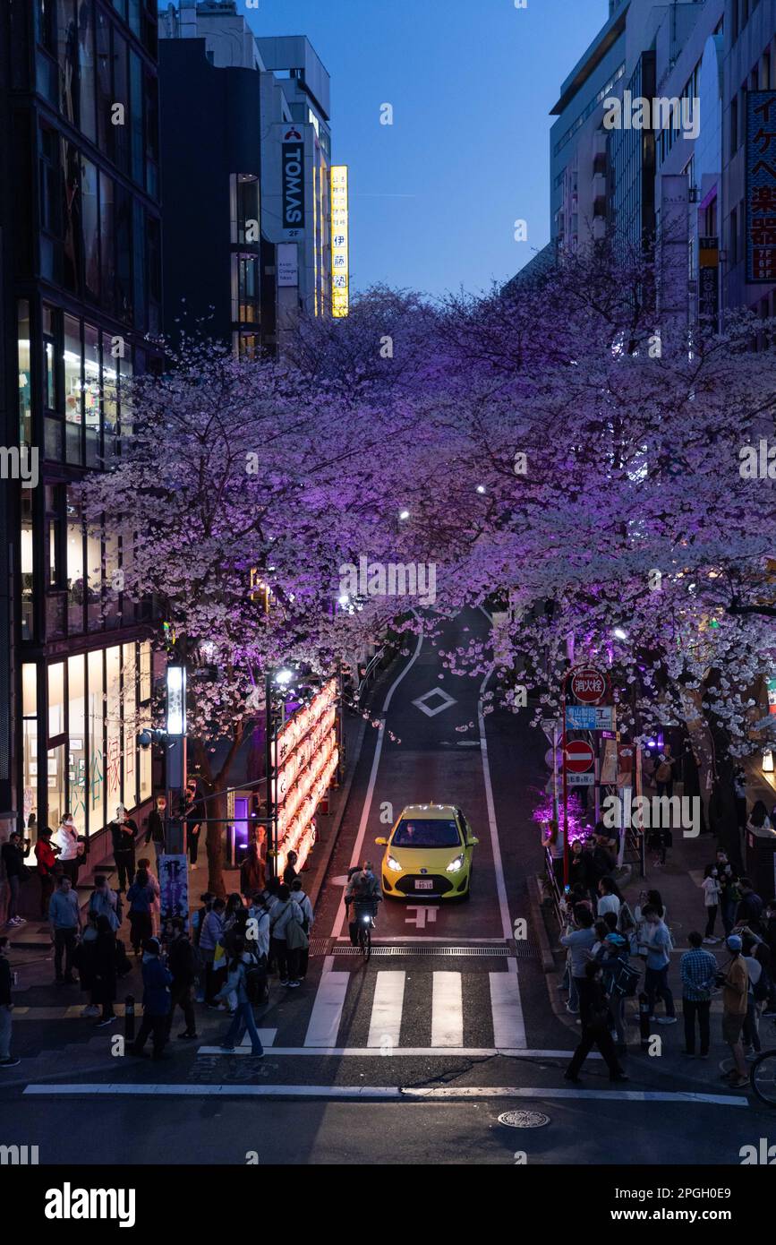 Tokyo, Japan. 22nd Mar, 2023. Illuminated blooming Sakura trees in ...