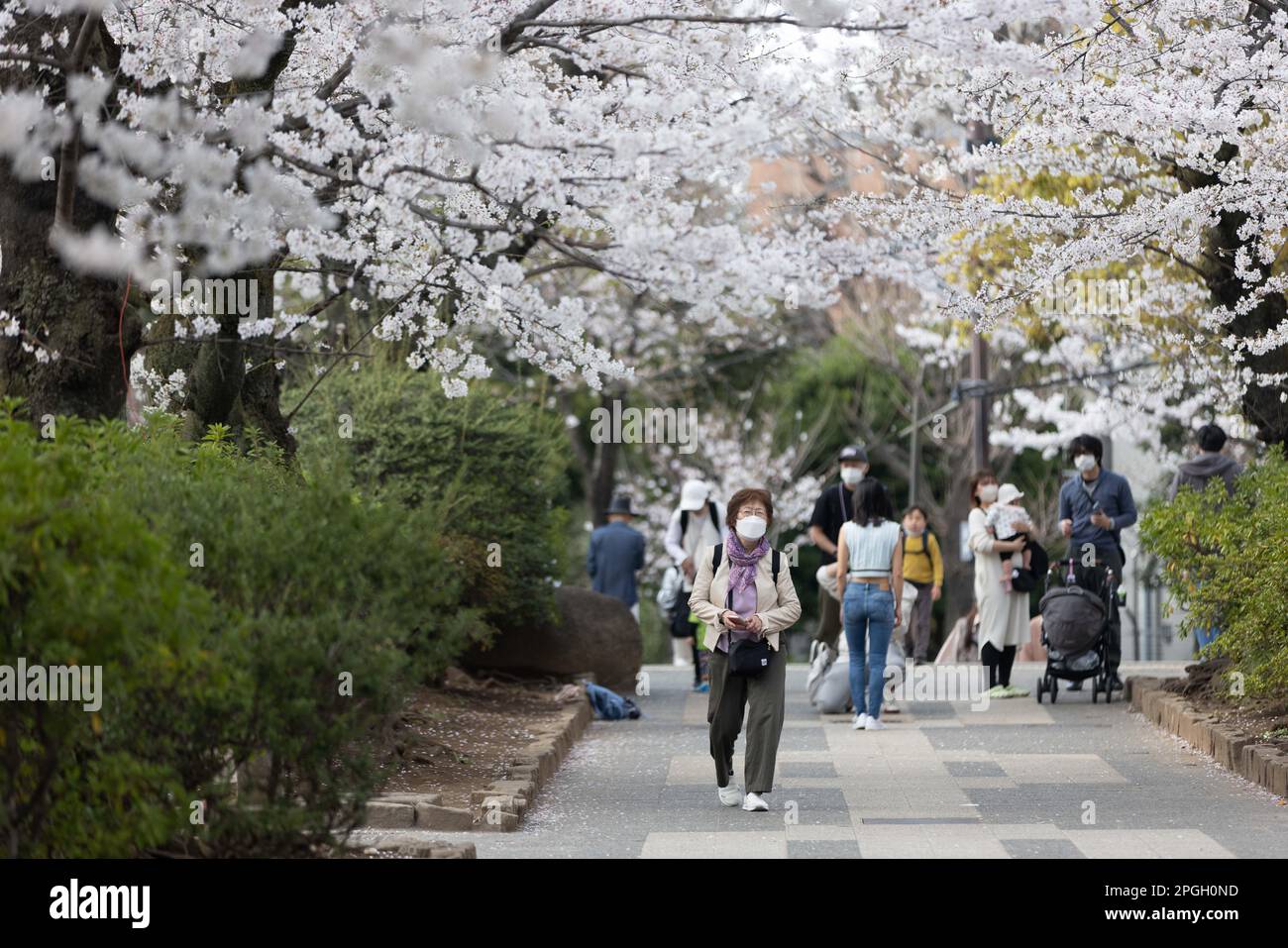 Tokyo, Japan. 22nd Mar, 2023. Blooming Sakura trees inside a public ...